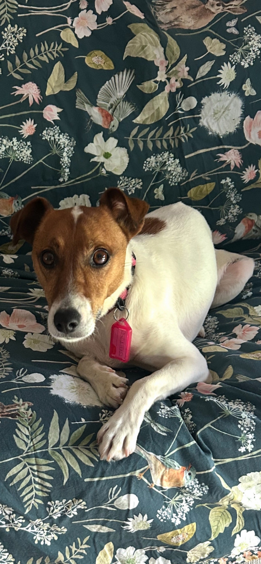George - Small Male Jack Russell Terrier Dog in VIC - PetRescue