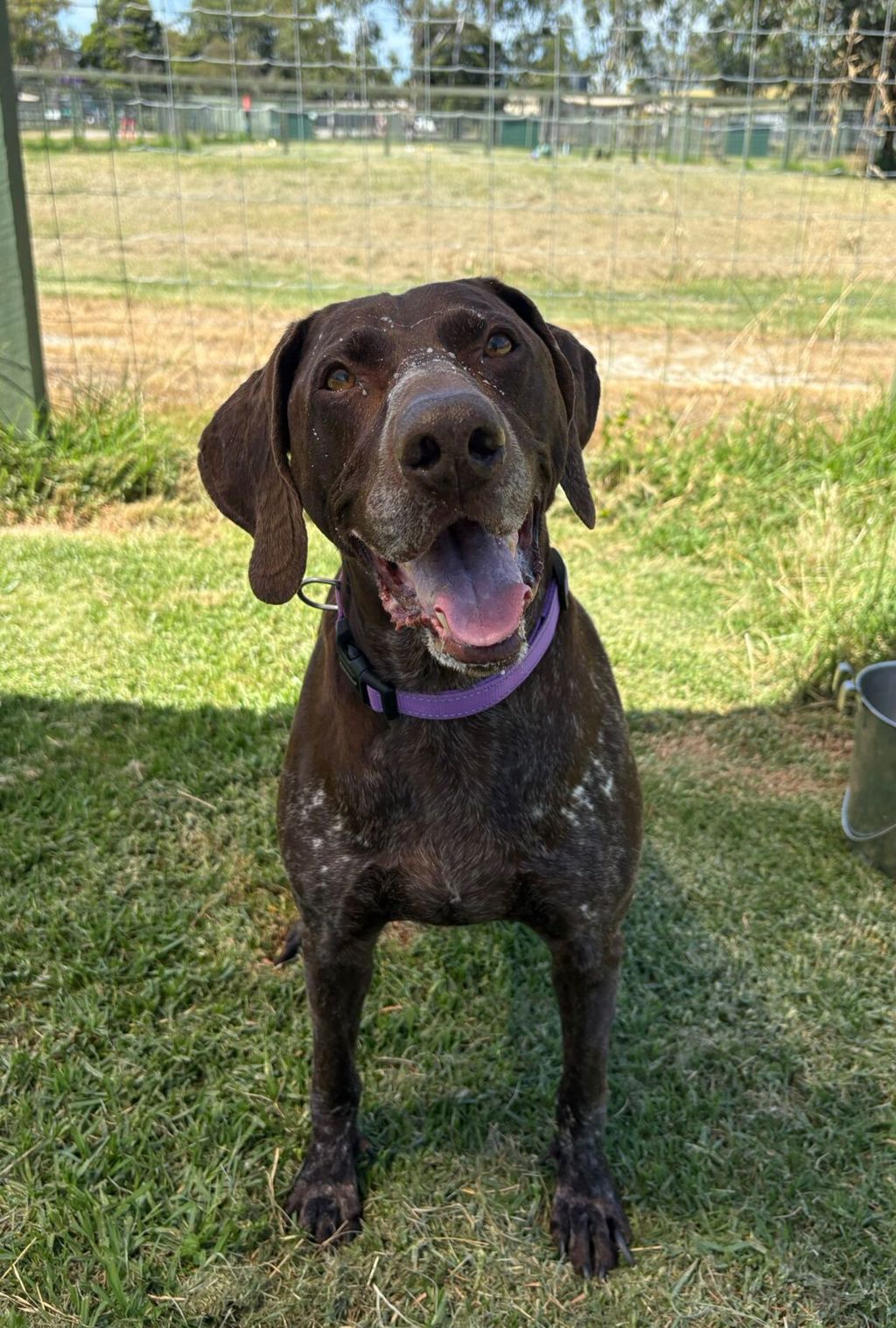 Milo - Large Female German Shorthaired Pointer Mix Dog in VIC - PetRescue