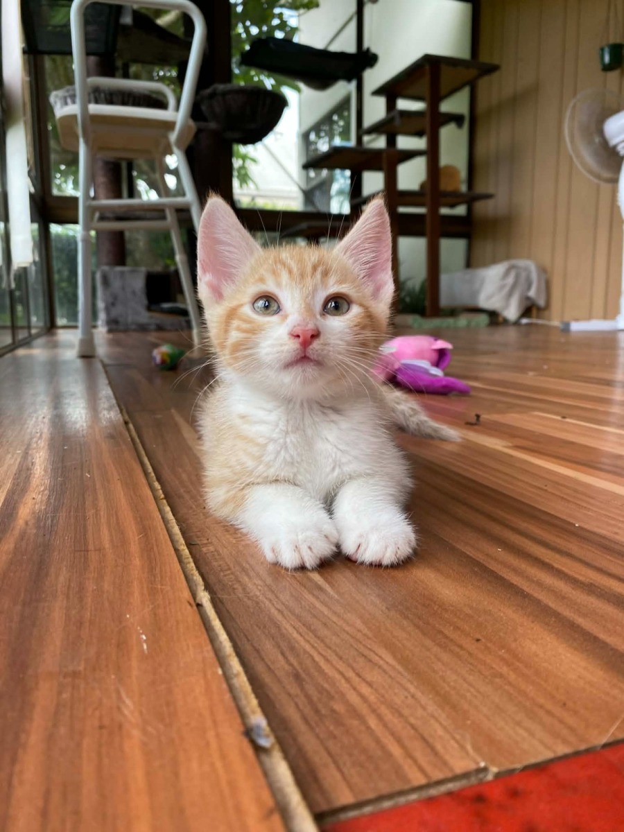 Puddin - Male Domestic Medium Hair (DMH) Cat in QLD - PetRescue