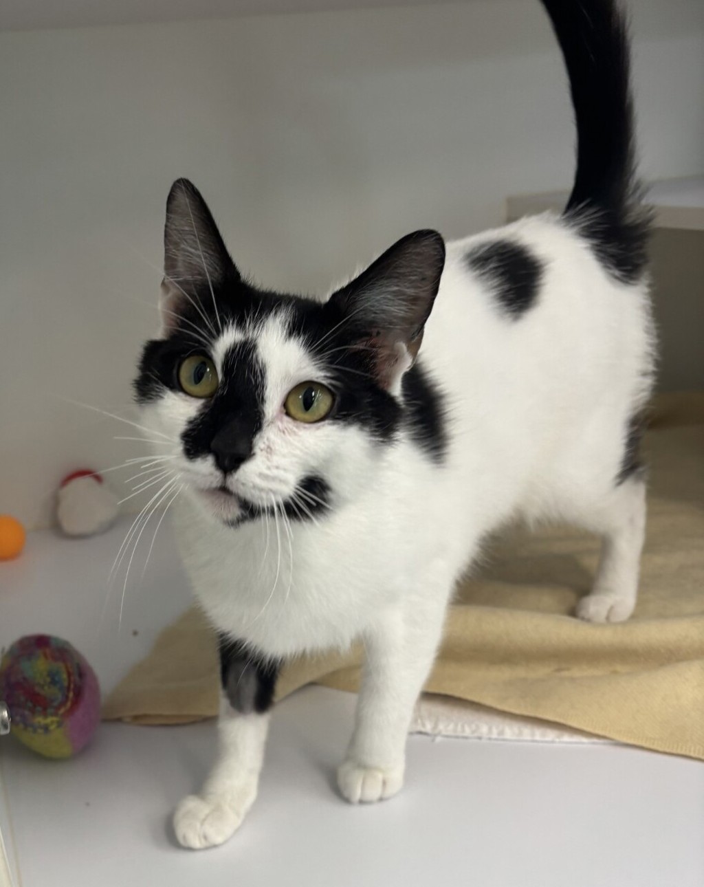 Sylvie - Female Domestic Short Hair Mix Cat in VIC - PetRescue