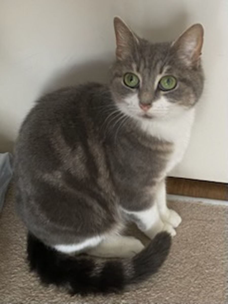 Rumi *9 Lives Project Rescue* - Female Domestic Short Hair (DSH) Cat in ...