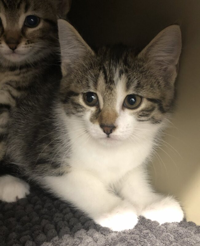 Juanita - Female Domestic Short Hair (DSH) Cat in NSW - PetRescue