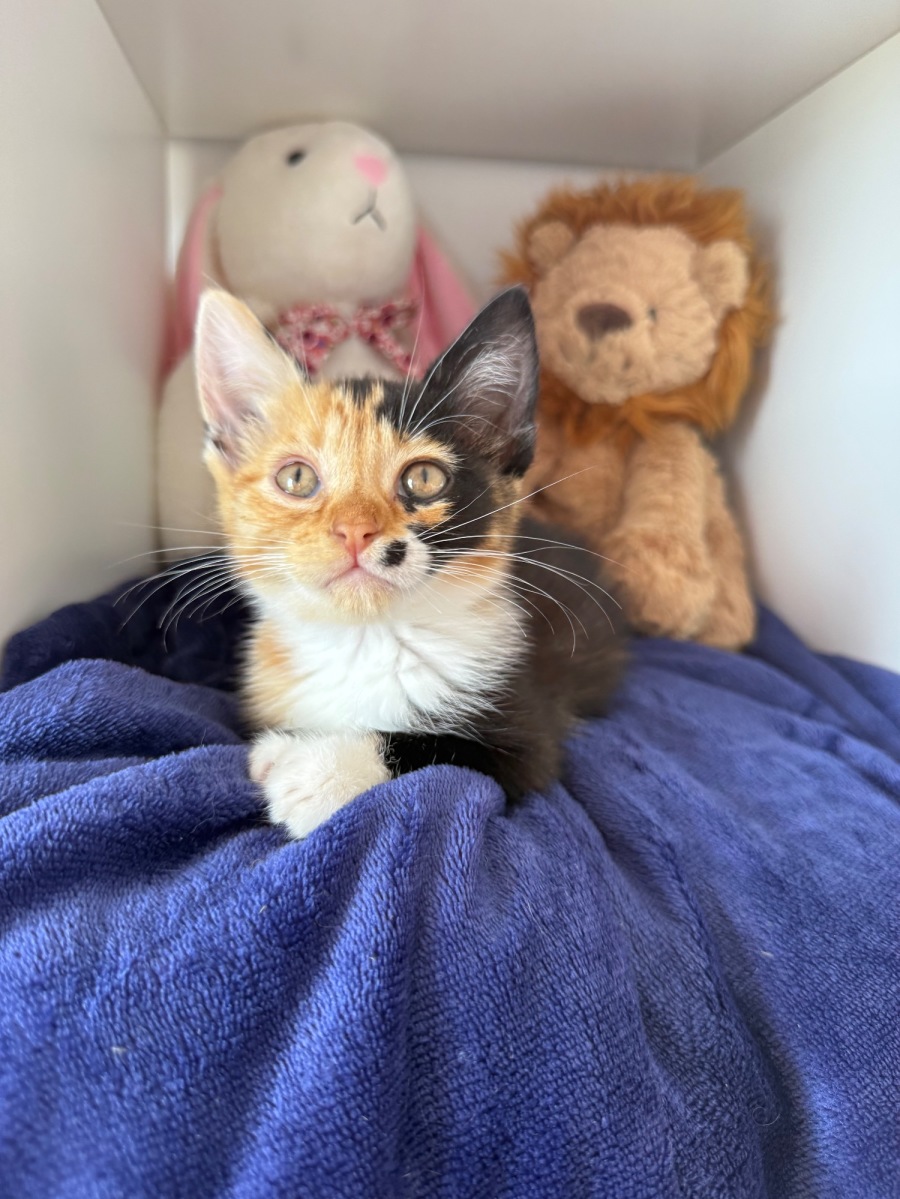 Glinda - Female Domestic Short Hair (DSH) Cat in VIC - PetRescue