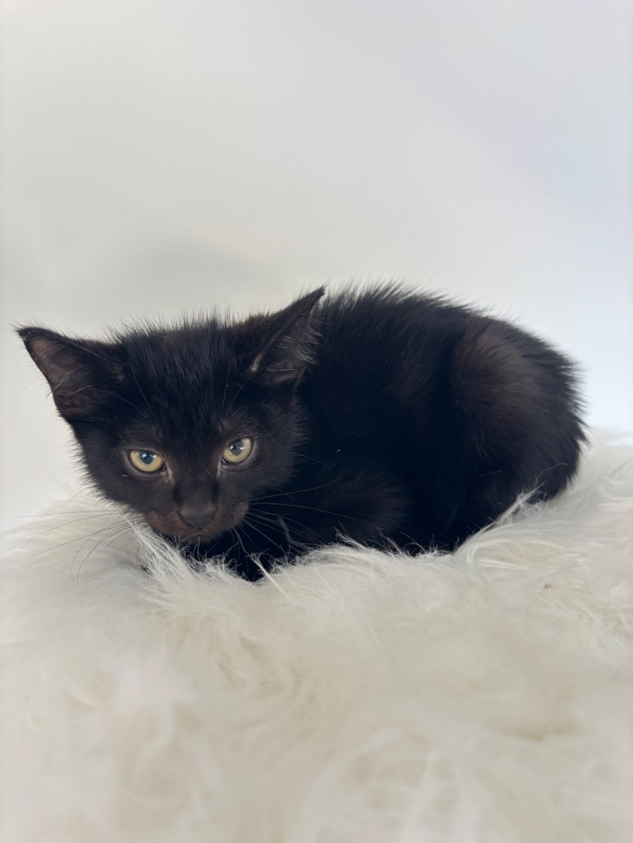 Axis - Female Domestic Short Hair (DSH) Cat in VIC - PetRescue