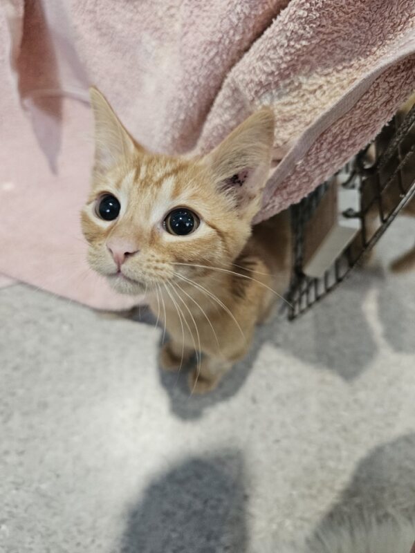 Aeries - Male Domestic Short Hair (DSH) Cat in NSW - PetRescue