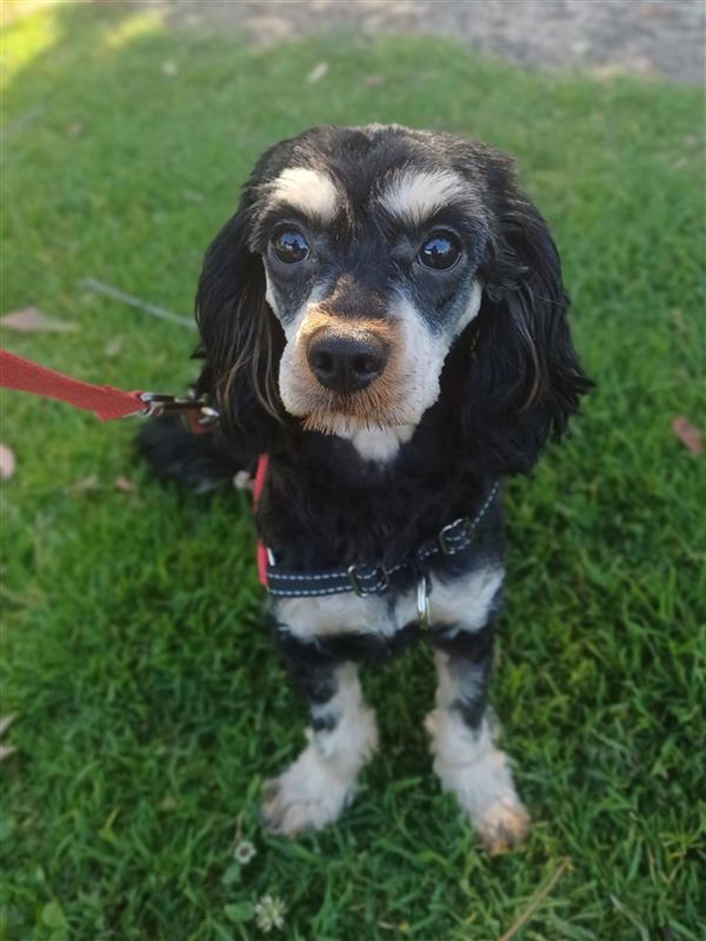 Cooper - Small Male Cavoodle Dog in VIC - PetRescue