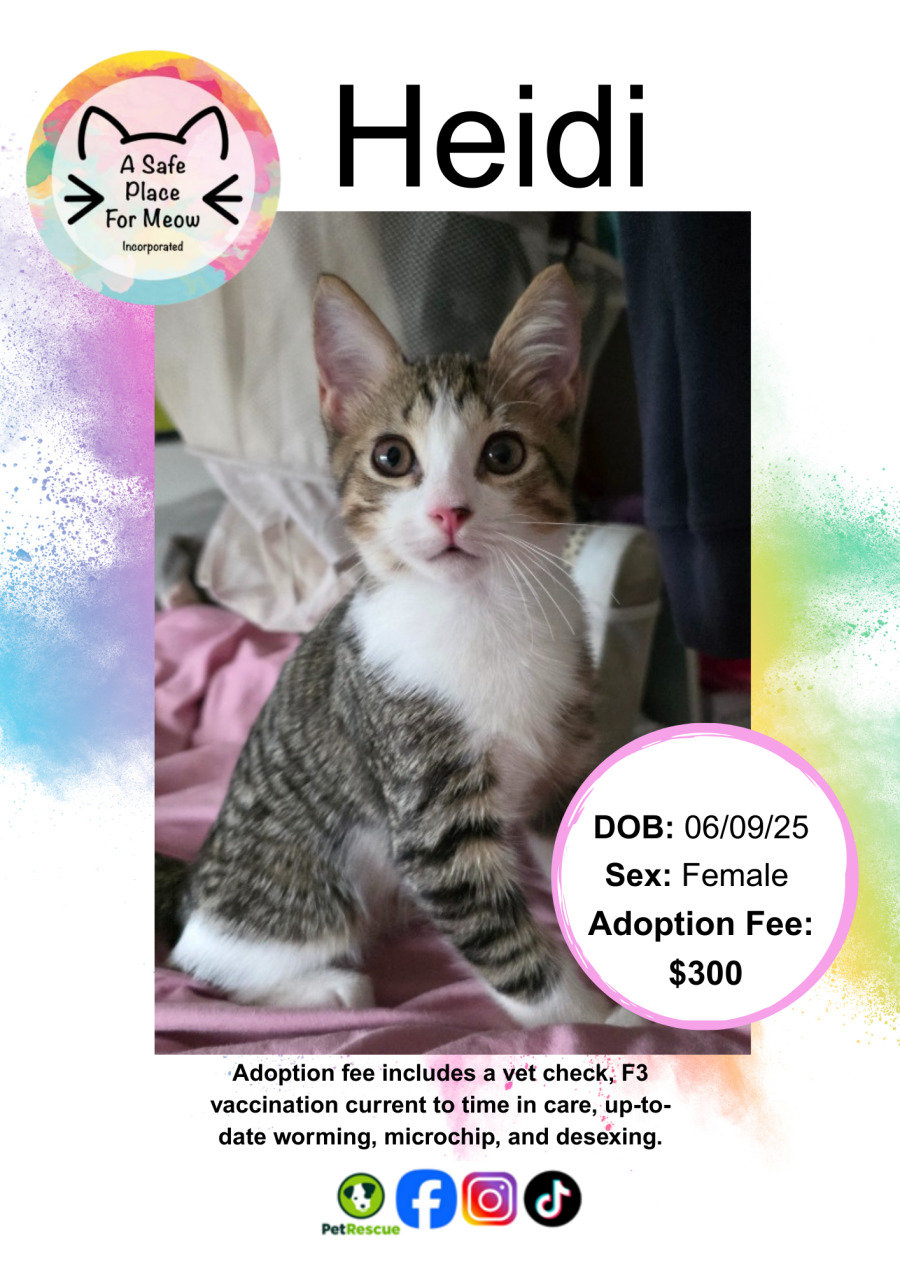 Heidi - Female Domestic Short Hair (DSH) Cat in NT - PetRescue