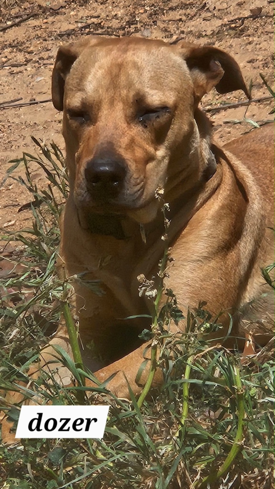 Dozer - Medium Male Rhodesian Ridgeback Mix Dog in VIC - PetRescue