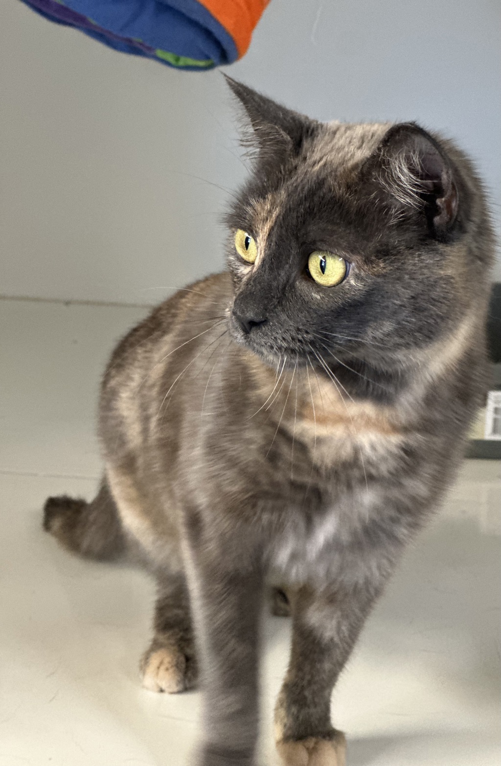 Moana - Female Domestic Short Hair Mix Cat in VIC - PetRescue