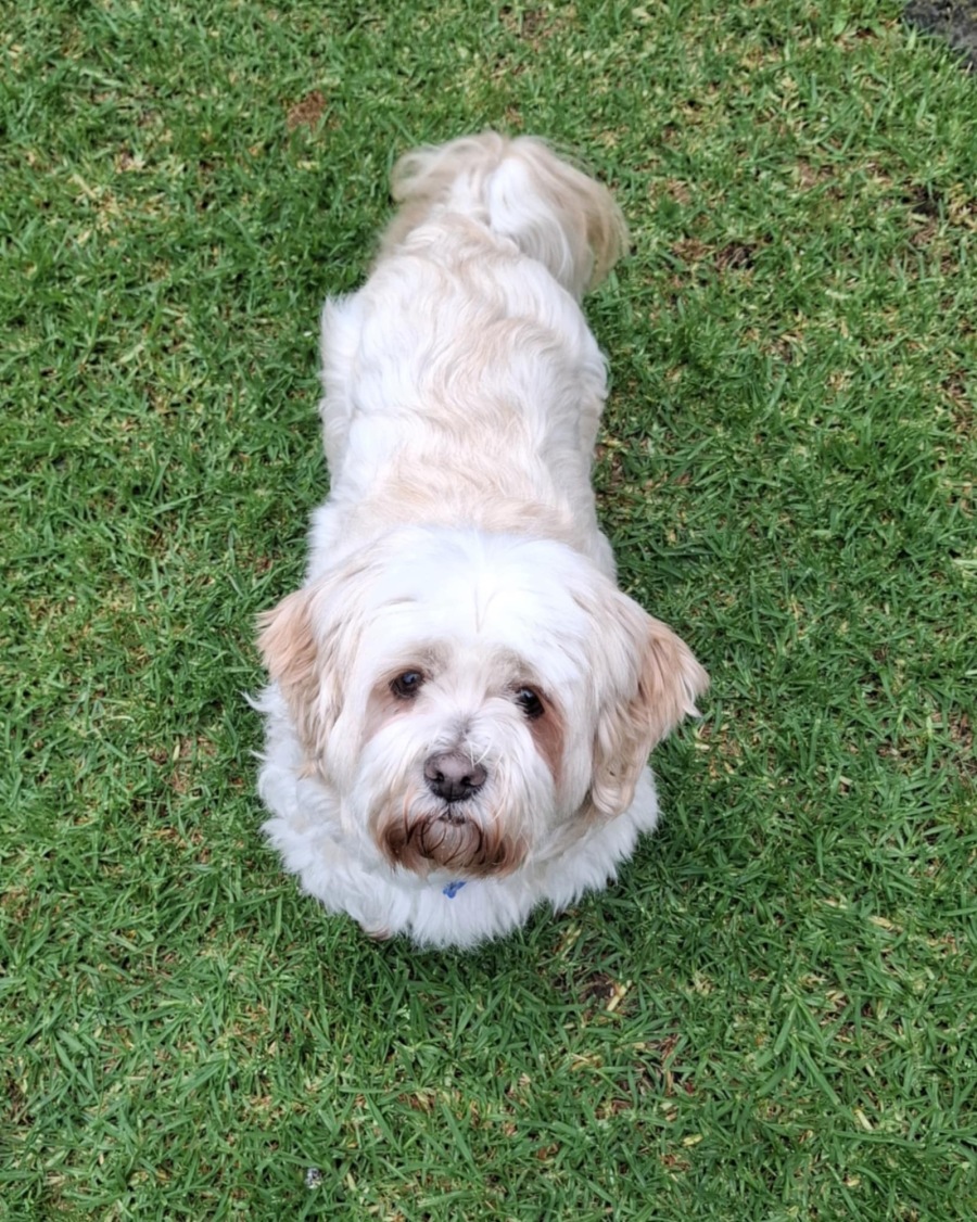 Lucy - Small Female Lhasa Apso Dog in VIC - PetRescue