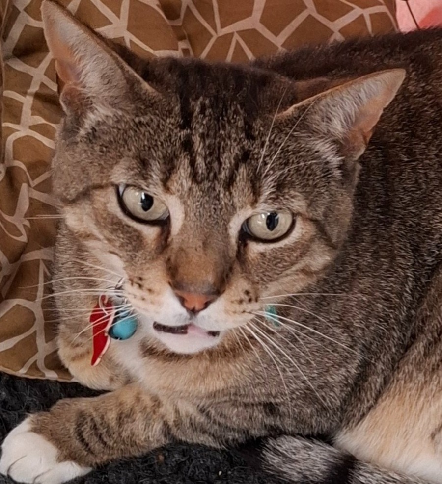 DJ - Male Domestic Short Hair (DSH) Cat in VIC - PetRescue