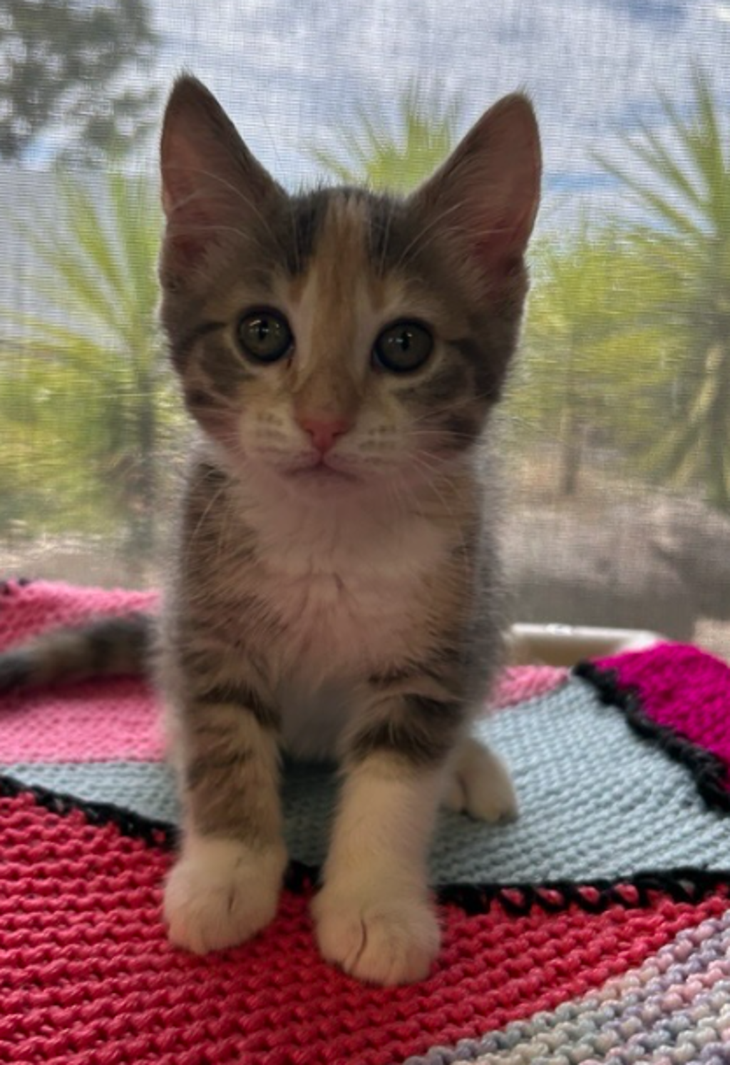 Calculon - Female Domestic Short Hair Mix Cat in VIC - PetRescue