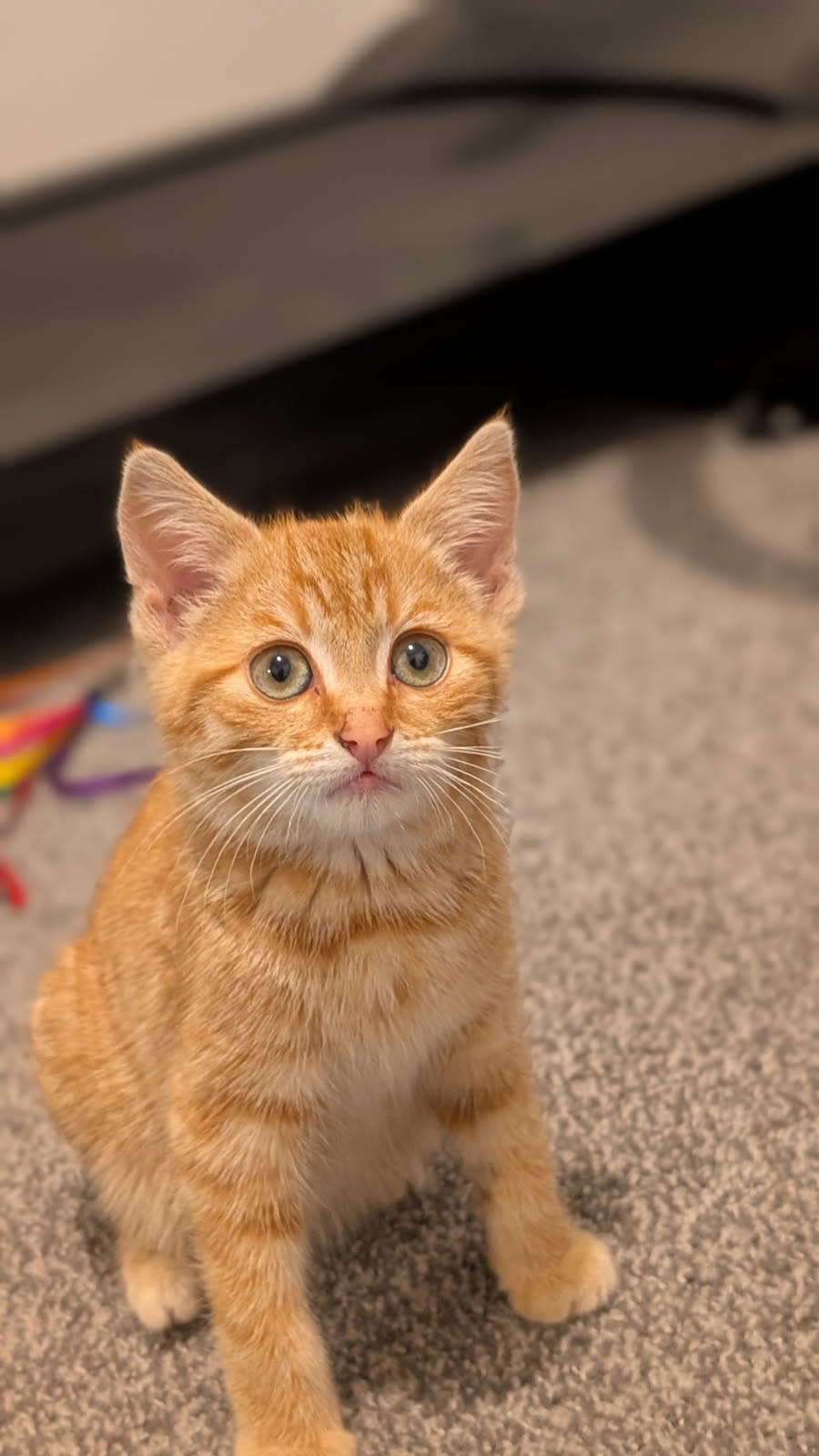 Jojo - Female Domestic Short Hair (DSH) Cat in VIC - PetRescue