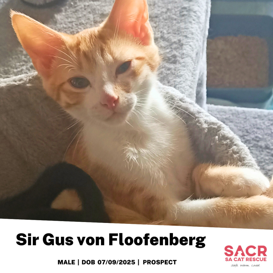 Sir Gus von Floofenberg - Male Domestic Short Hair (DSH) Cat in SA ...