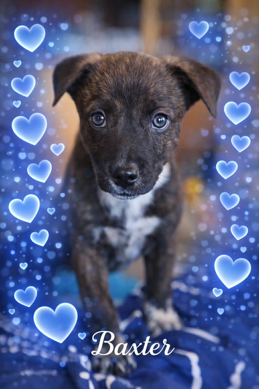 Baxter - Medium Male Mixed breed Mix Dog in NSW - PetRescue