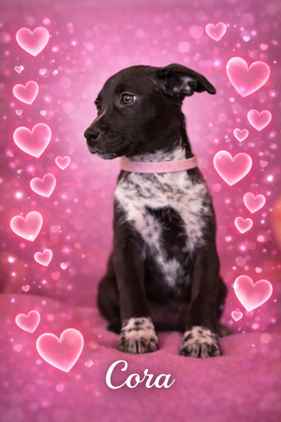 Cora - Medium Female Mixed breed Mix Dog in NSW - PetRescue