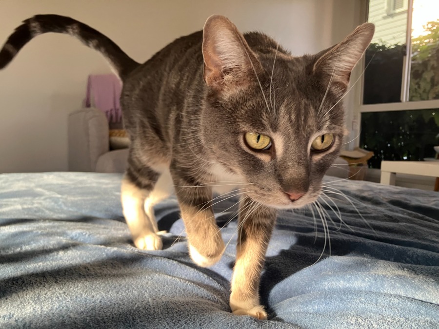 Vera - Male Domestic Short Hair (DSH) Cat in QLD - PetRescue