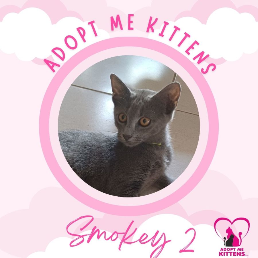 Adopt Me Kittens - PetRescue