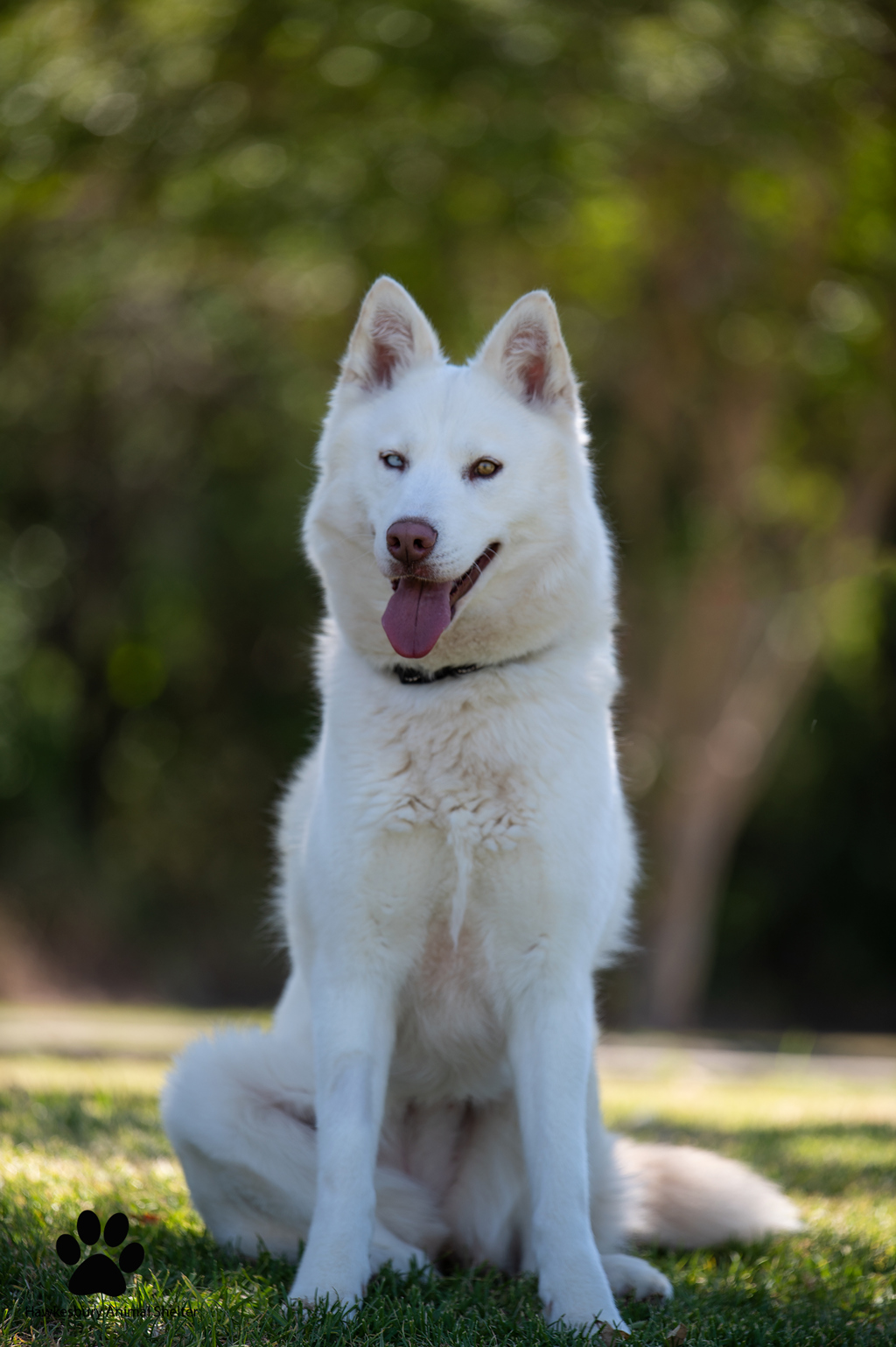 Snow - Large Female Siberian Husky Mix Dog in NSW - PetRescue