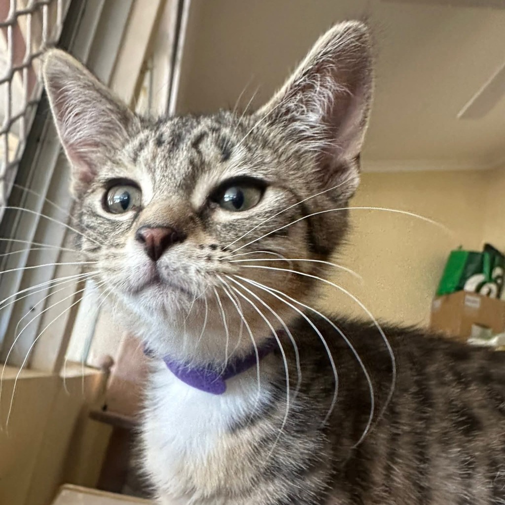 Mi - Female Domestic Short Hair (DSH) Mix Cat in WA - PetRescue