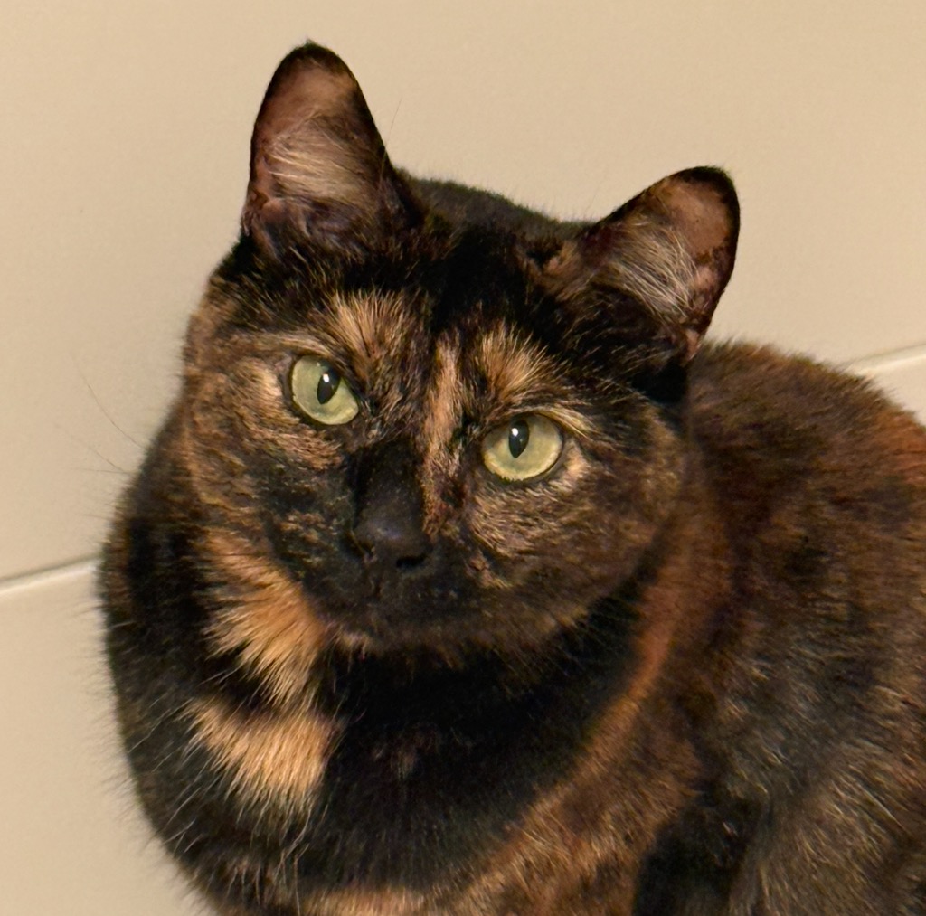 Tilly - Female Domestic Short Hair (DSH) Mix Cat in WA - PetRescue
