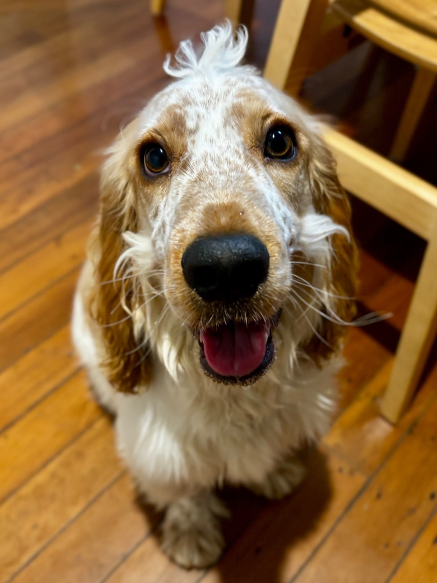 Alfie - Small Male Cocker Spaniel x Cavalier King Charles Spaniel Mix ...