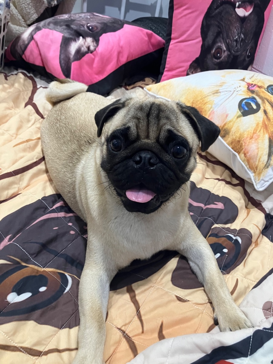Bruce - Small Male Pug Dog in QLD - PetRescue