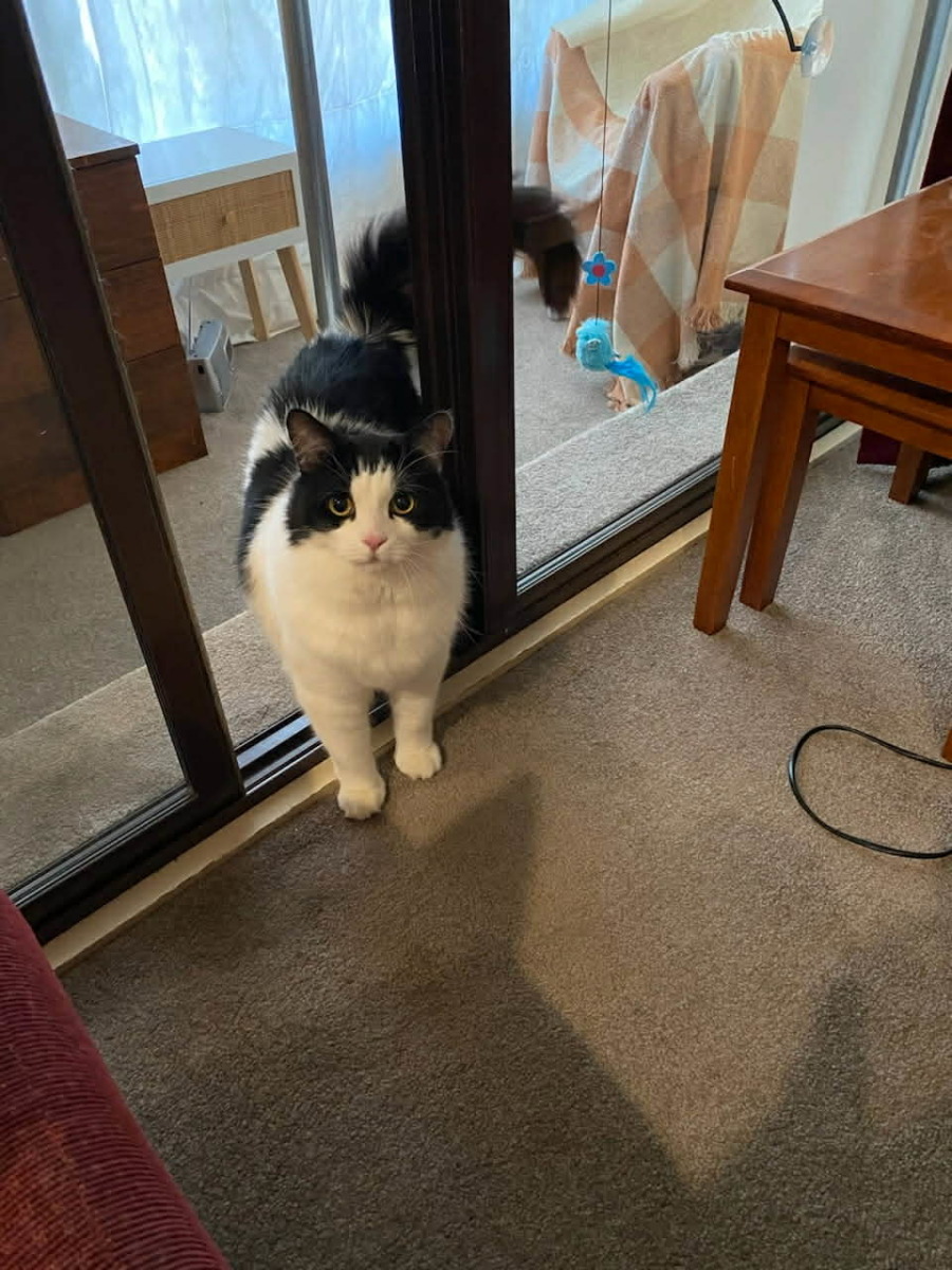 Richie Rich - Male Domestic Medium Hair (DMH) Cat in SA - PetRescue