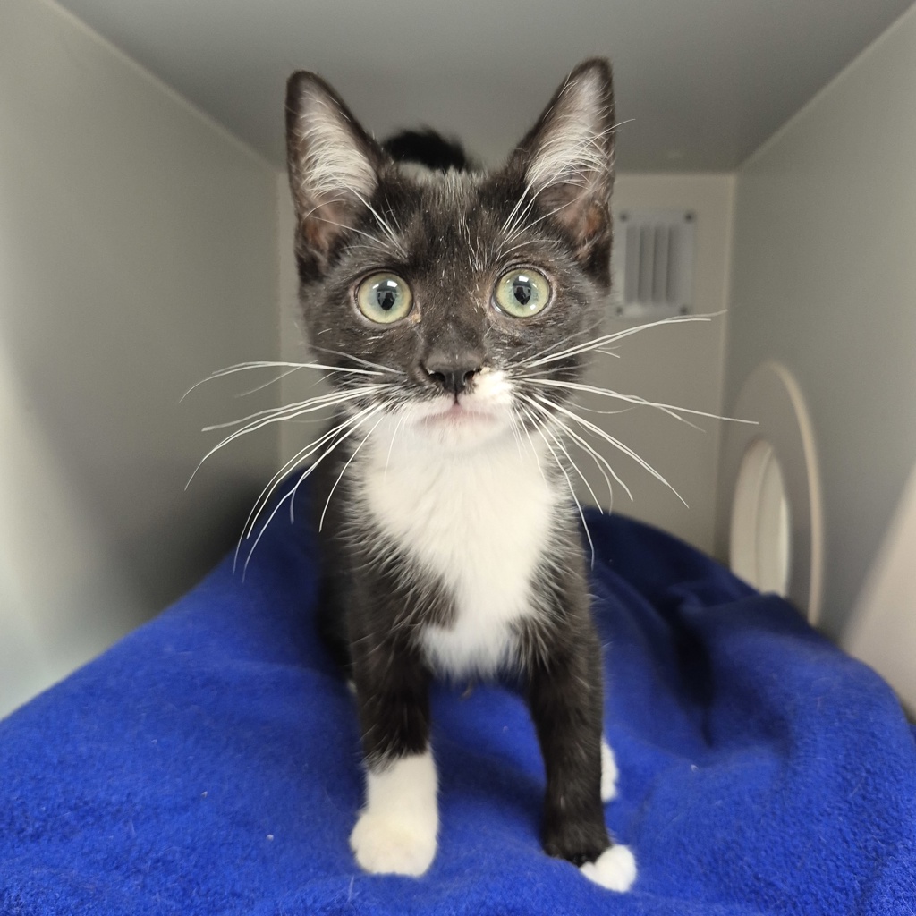 Flick - Female Domestic Short Hair Mix Cat in VIC - PetRescue