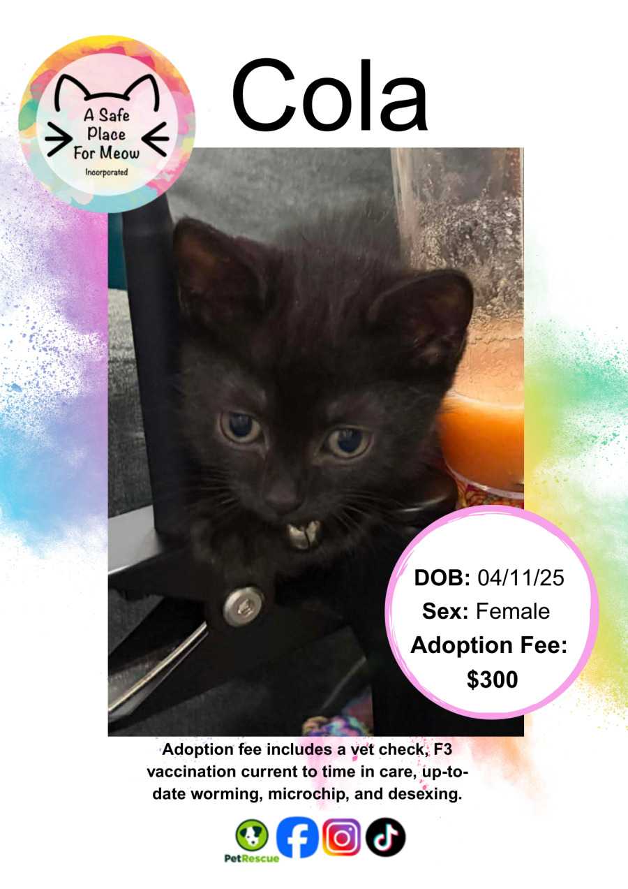 Cola - Female Domestic Short Hair (DSH) Cat in NT - PetRescue