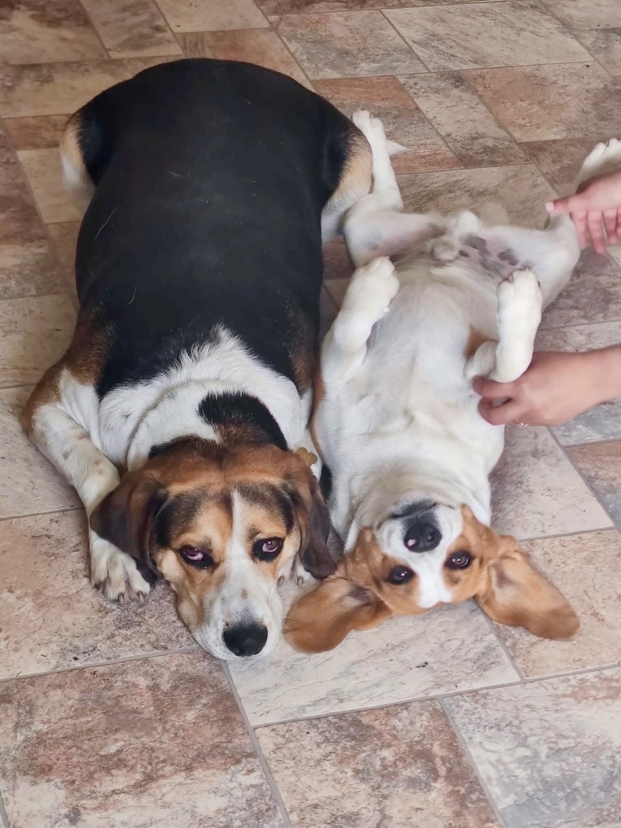 Mowgli & Barfi - Medium Male Beagle Dog in VIC - PetRescue