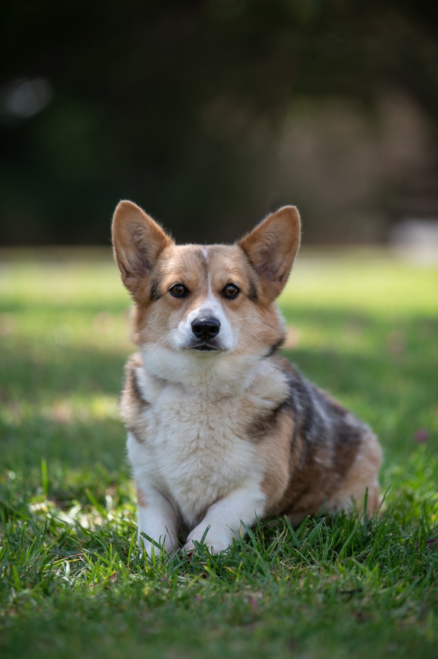 Jodie - Small Female Welsh Corgi (Pembroke) Dog in NSW - PetRescue
