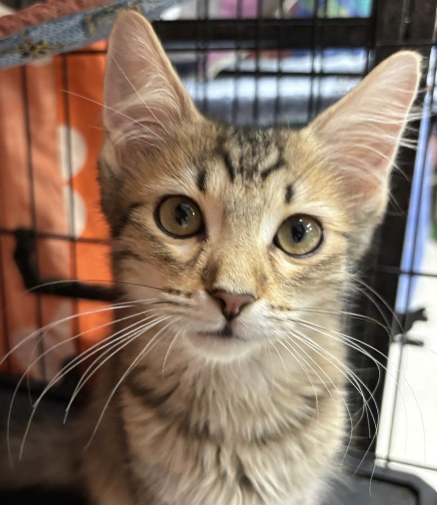Mickey - Male Domestic Medium Hair (DMH) Cat in NSW - PetRescue