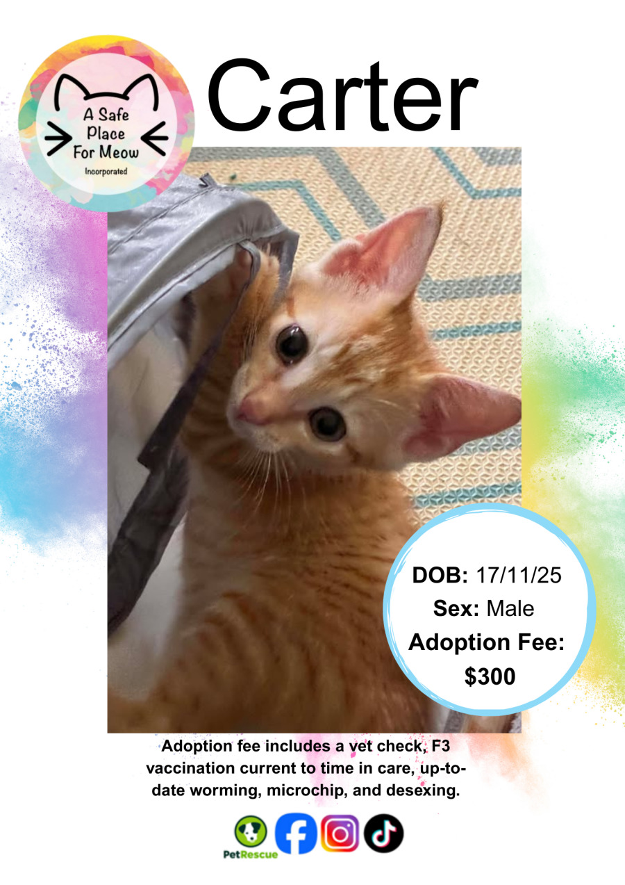 Carter - Male Domestic Short Hair (DSH) Cat in NT - PetRescue