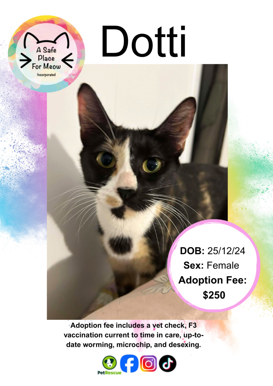 Dotti - Female Domestic Short Hair (DSH) Cat in NT - PetRescue