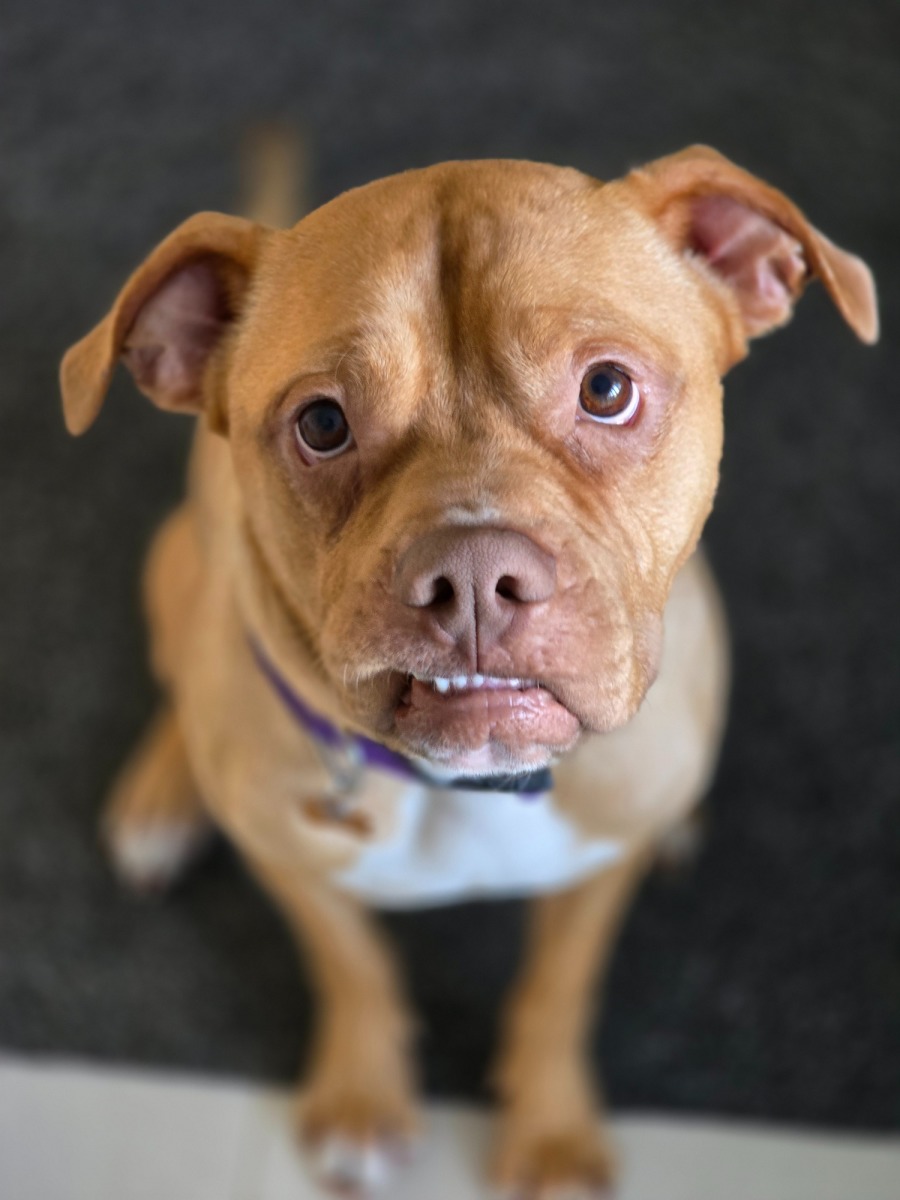 Alfredo - Medium Male Dogue de Bordeaux Mix Dog in VIC - PetRescue