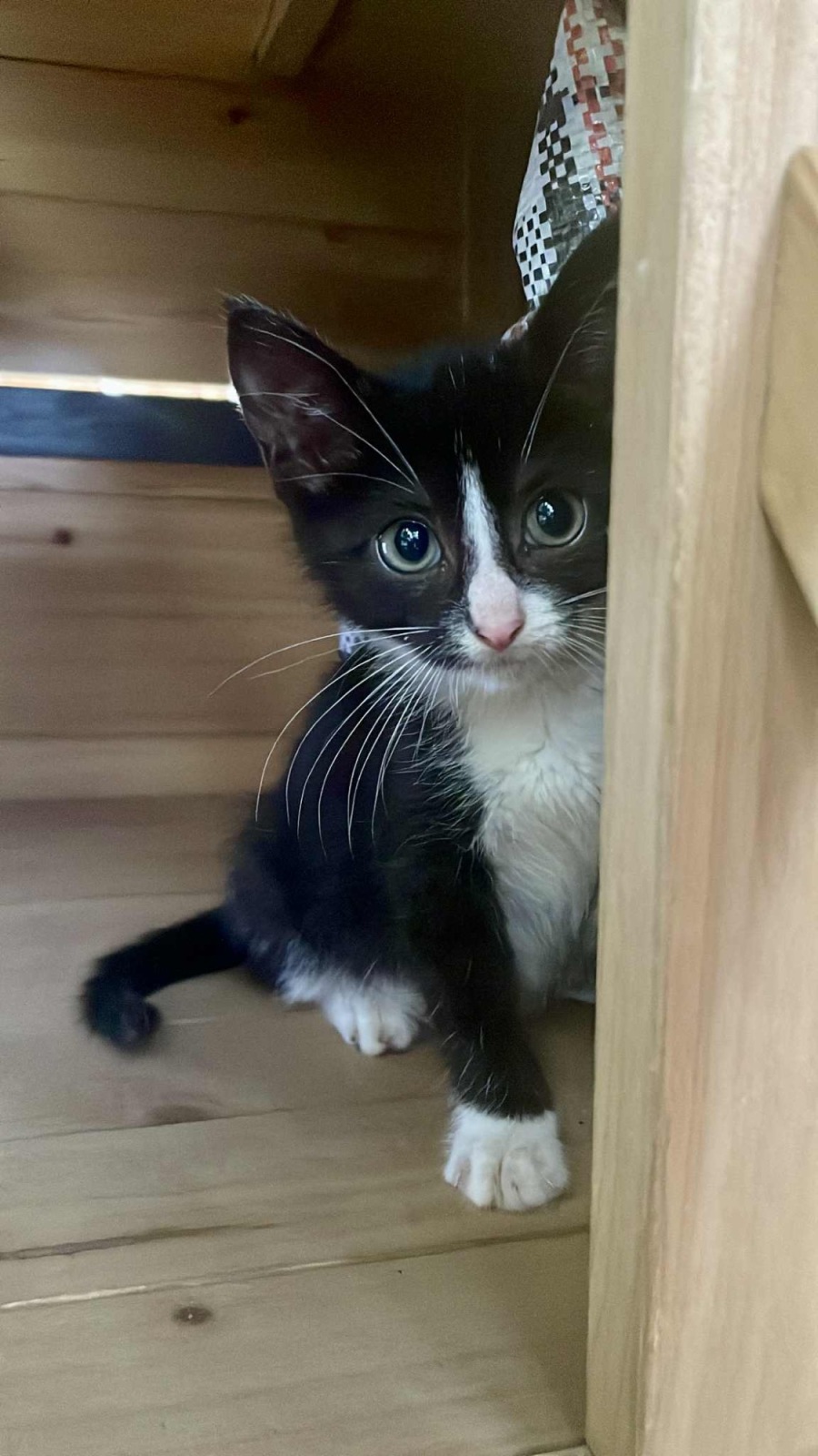 Sylvester - Male Domestic Short Hair (DSH) Cat in NSW - PetRescue