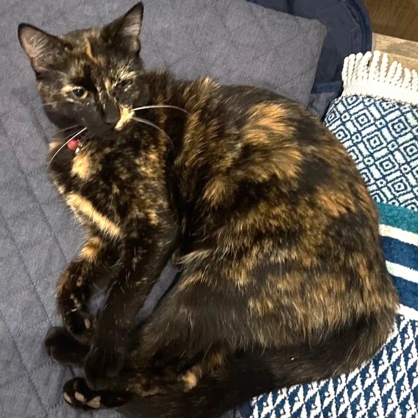 Possum - Female Domestic Short Hair (DSH) Mix Cat in WA - PetRescue