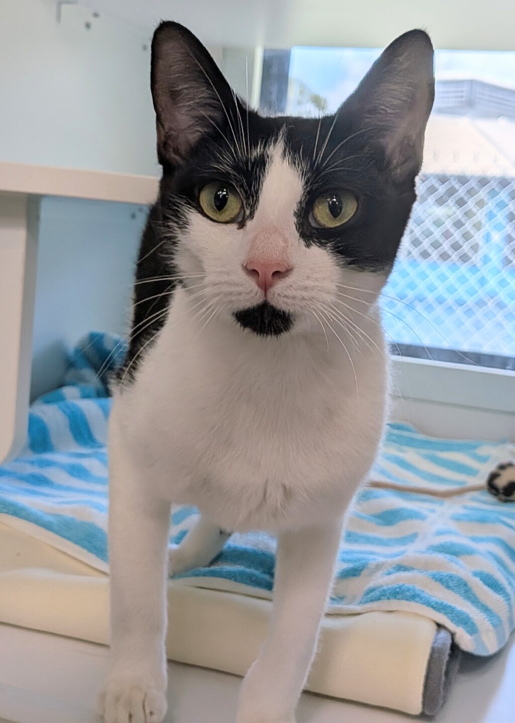 Inky - Female Domestic Short Hair Mix Cat in QLD - PetRescue