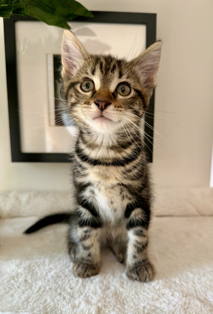 Stella - Female Domestic Short Hair (DSH) Cat in VIC - PetRescue