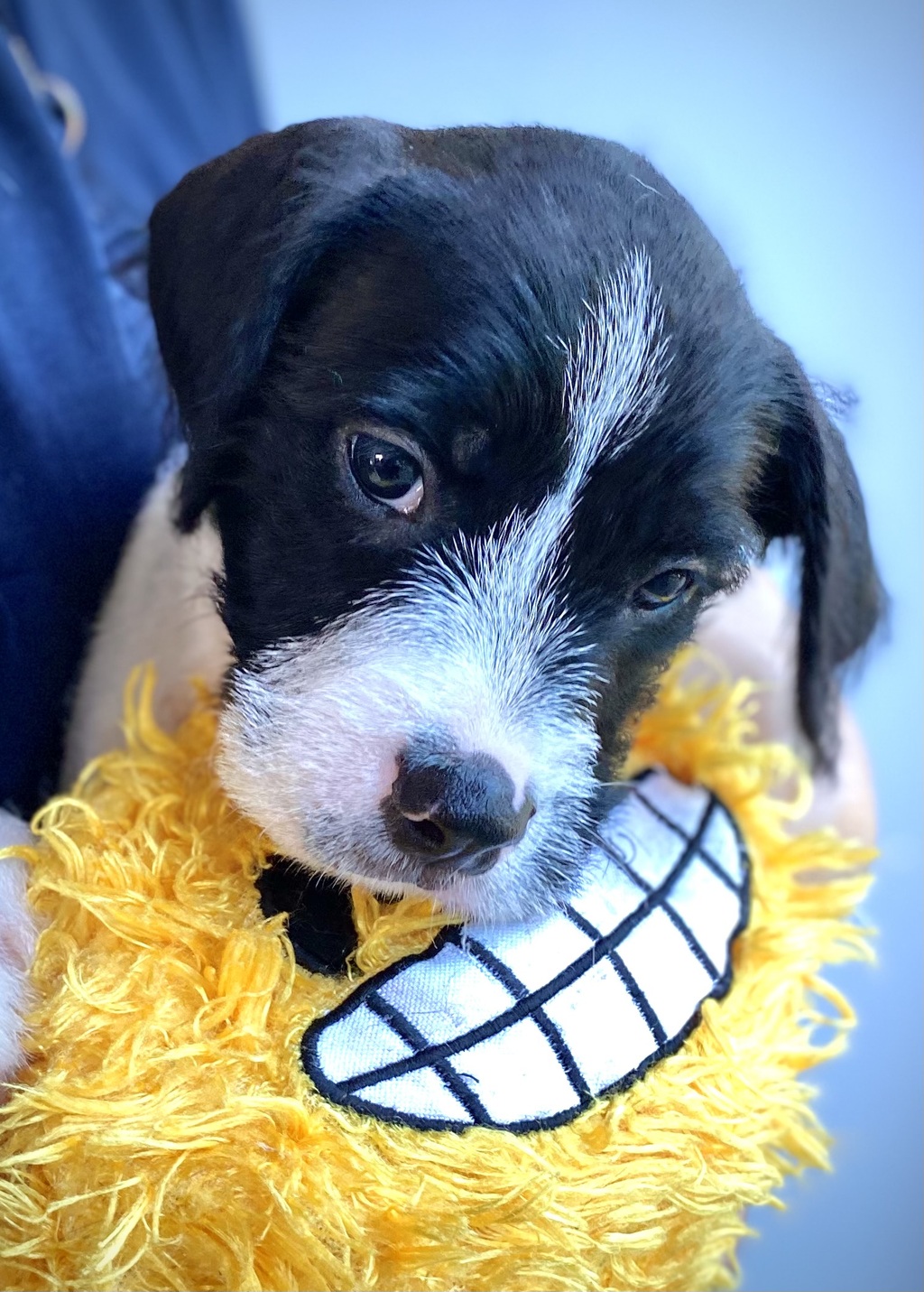 Tucker - Large Male Bull Arab x Irish Wolfhound Mix Dog in QLD - PetRescue