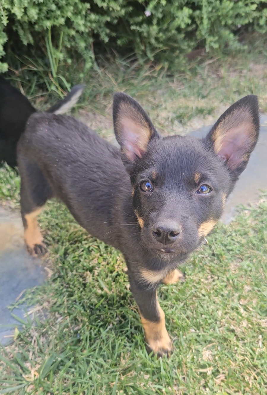 Zoey - Medium Female Australian Kelpie Dog in ACT - PetRescue