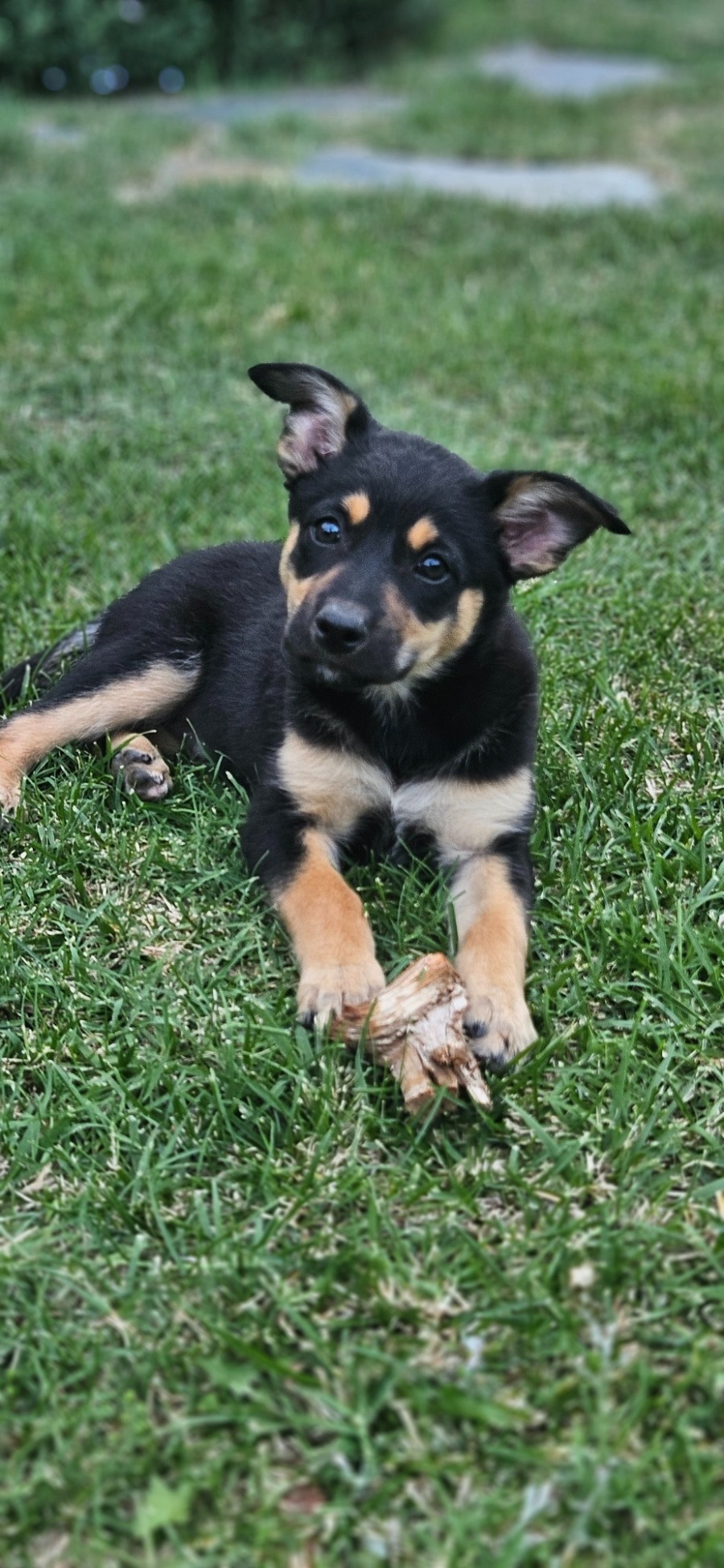 Mira - Medium Female Australian Kelpie Dog in ACT - PetRescue