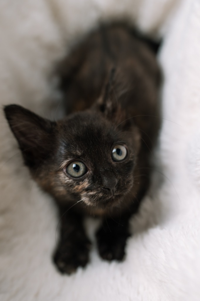 Beela - Female Domestic Short Hair (DSH) Mix Cat in WA - PetRescue