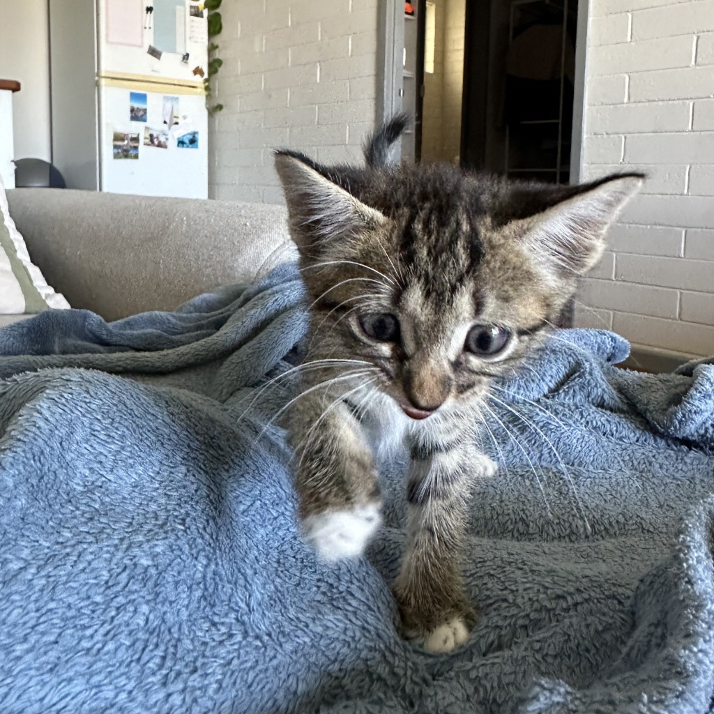 Frolic - Female Domestic Short Hair (DSH) Mix Cat in WA - PetRescue