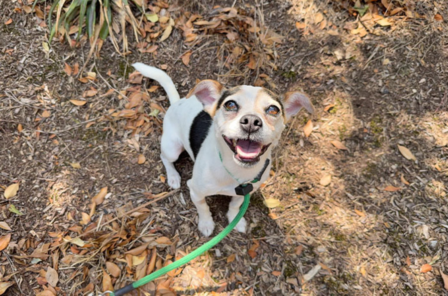 Bailey - Small Male Fox Terrier (Miniature) Dog in NSW - PetRescue