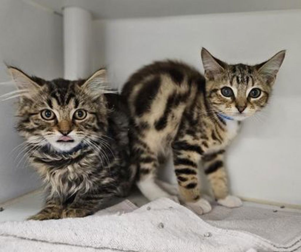 Jason - Male Domestic Medium Hair Mix Cat in VIC - PetRescue