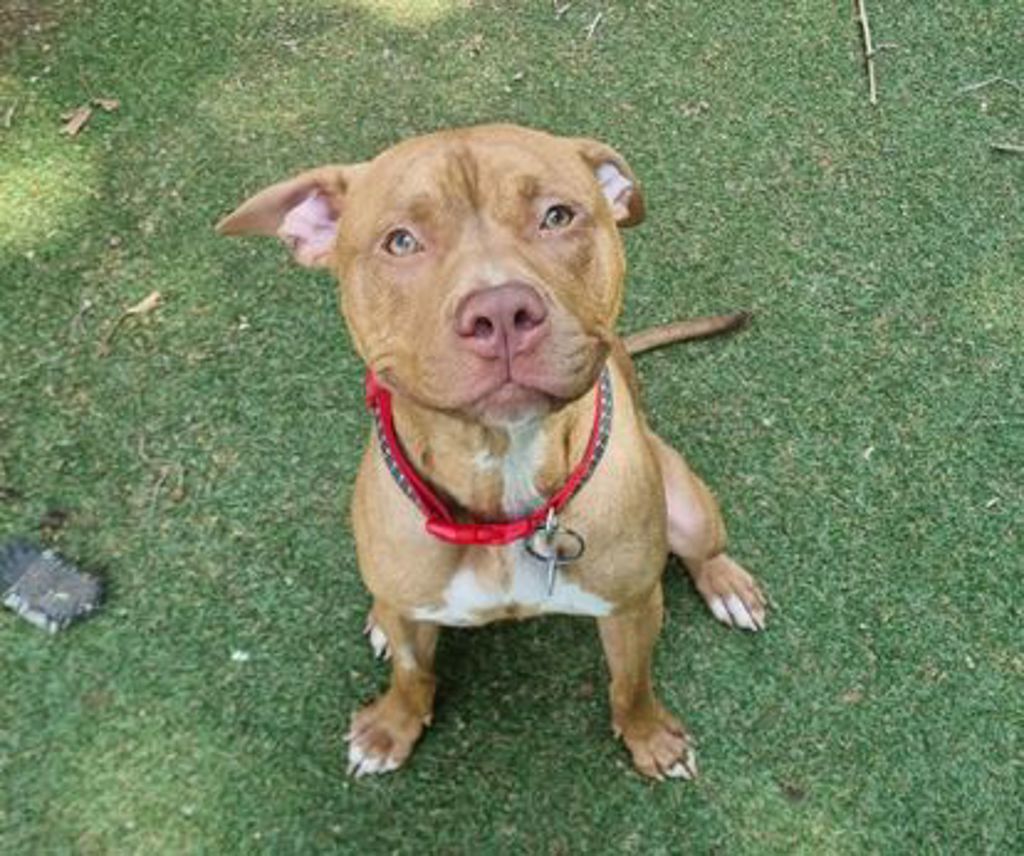 Banjo - Large Male Staffy Mix Dog in VIC - PetRescue