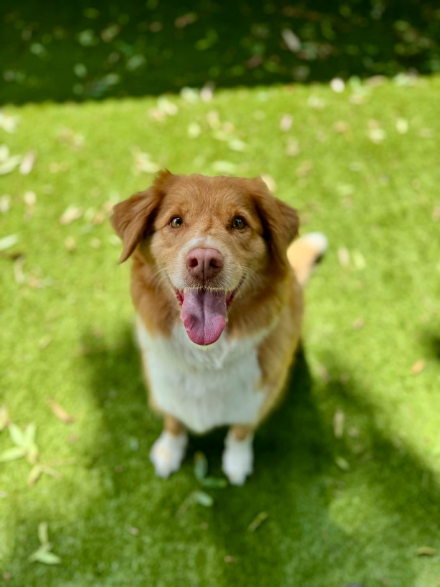 Zoe - Medium Female Border Collie Dog in NSW - PetRescue