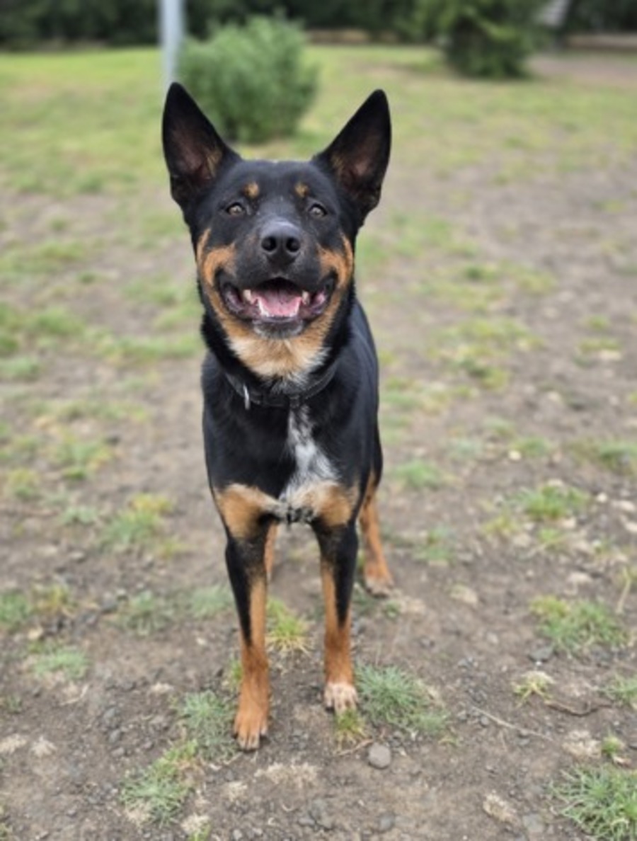 Amos (67570) - Medium Male Australian Kelpie Mix Dog in VIC - PetRescue
